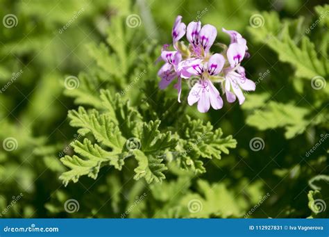 Pelargonium Graveolens Stock Photography | CartoonDealer.com #91962146