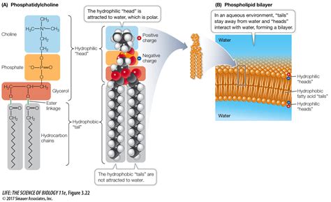 Phosphatidylcholine Structure Phosphatidylcholine Wikipedia