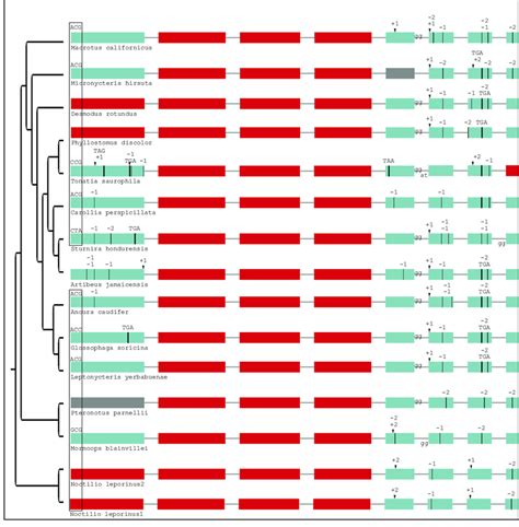 Fig S5 Gene Inactivating Mutations In More Yangochiroptera This Is