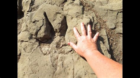 Dinosaur Tracks In Tumbler Ridge British Columbia Youtube