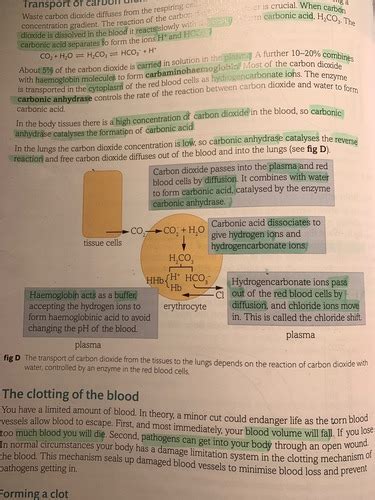 A Level Biology Topic 4 Flashcards Quizlet