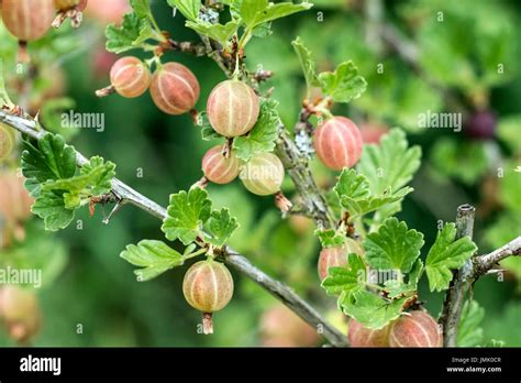 Fresh Gooseberries On A Branch Of Gooseberry Bush In The Fruit Garden