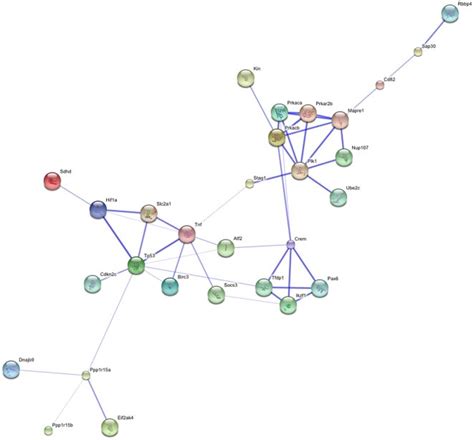 Interconnection Revealed Using String Database Stringemblde