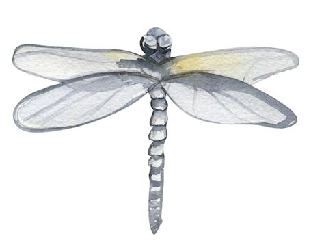 Libelle Aquarell Bilder Kostenloser Download Auf Freepik