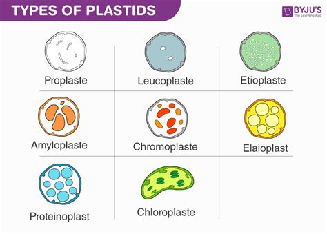 MSBSHSE Class 8 Science Chapter 10 Cell And Cell Organelles Important