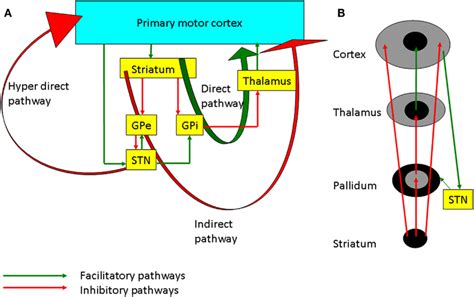A The Basal Ganglia Thalamocortical Loops Involved In Motor Control