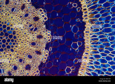 Light Micrograph Lm Of A Transverse Section Of An Aerial Root Of Orchid Dendrobium Sp