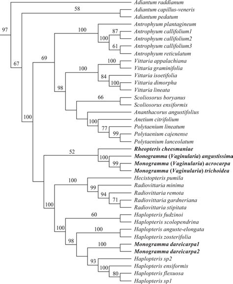 maximum likelihood tree topology −ln l −27185 16 based on plastid