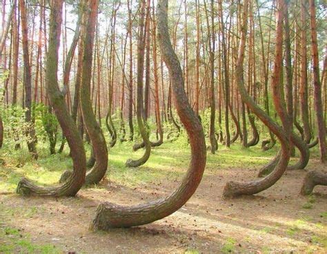 Sexy Trees