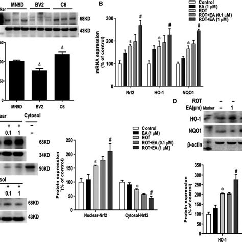 Ea Activated Nrf2 Signalling Pathway In Vivo The Mrna Expressions Of