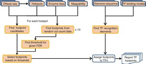 Flow Chart For Dnase2tf And Tf Motif Matching Hotspots Are Precomputed