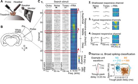 Figure 1 From Visual Modulation Of Firing And Spectrotemporal Receptive Fields In Mouse Auditory