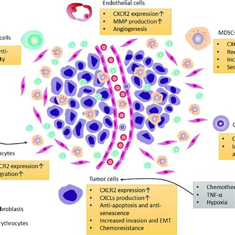 Pdf Potential Roles And Targeted Therapy Of The Cxcls Cxcr2 Axis In