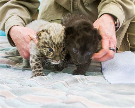 Rare Leopard