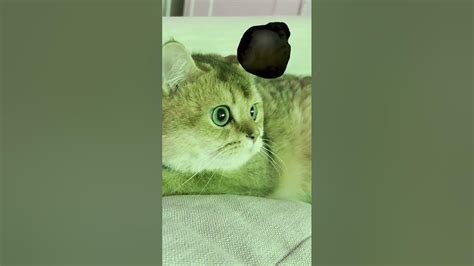 Oiia Olia Spinning Cat Remix Youtube