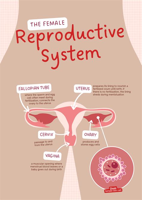 Endocrine Glands Structure And Function Artofit