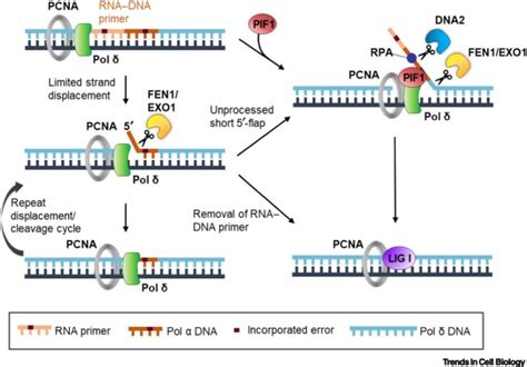Dna Polymerase 1