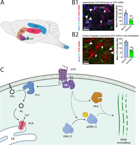 Astrocytic Oxytocin Receptor Distribution In The Brain A Known
