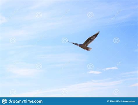 Birds Found Ivan V1 Object Detection Dataset By Ivan