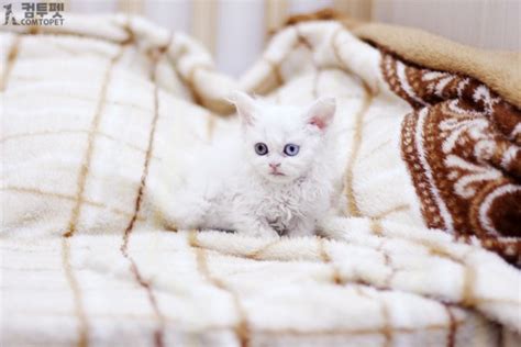 셀커크렉스분양 Selkirk Rex 오드아이 브리티쉬숏헤어고양이분양 셀커크렉스고양이분양스코티쉬폴드고양이분양 페르시안고양이분양