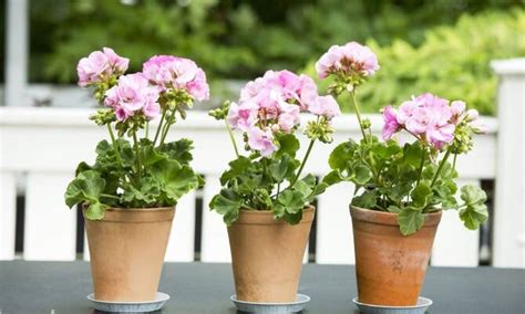 Какие цветы должны быть дома обязательно фото и название