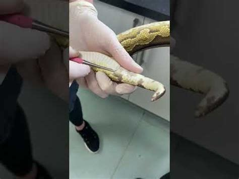 How To Sex A Snake With Sexing Probes YouTube