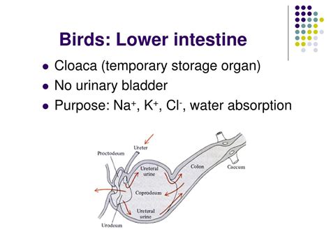 Ppt Comparative Vertebrate Physiology Powerpoint Presentation Free