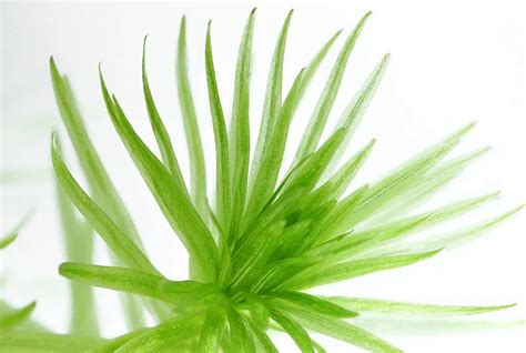 Pogostemon Deccanensis En Acuarios De Agua Dulce Dudas