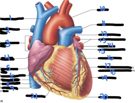 Anatomy 2 Lab Exam 1 Flashcards Quizlet