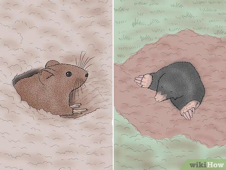 Vole Vs Mole 8 Key Differences