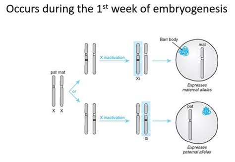 X Linked And Mito Inheritance Flashcards Quizlet