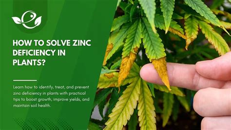 Treatment For Zinc Deficiency In Plants