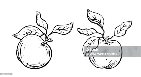 줄기와 잎과 사과의 잉크 스케치 정원 과일의 검은 선형 세트 사과에 대한 스톡 벡터 아트 및 기타 이미지 사과 벡터 검은색 Istock