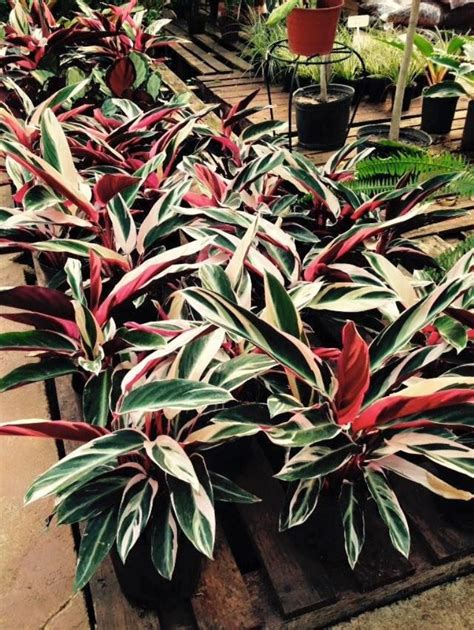 Plantas Exoticas De Interiores