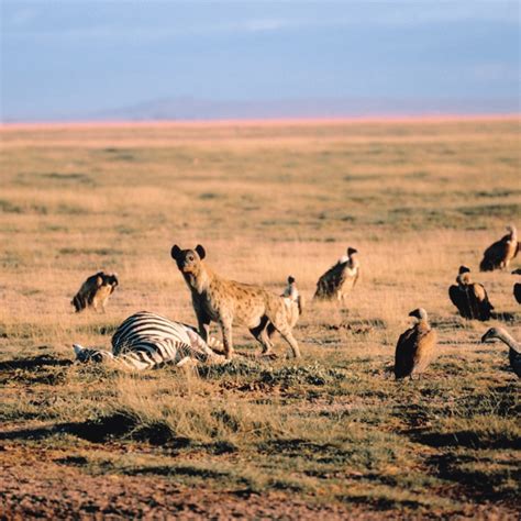 Unraveling Shona Tales A Crash Course On Ngano Traditions Speak