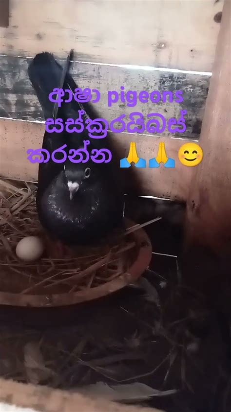 බල්ටි ගහන දෙන්නත් බිත්තර දාලා🙂🙂 Youtube