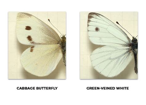 Butterfly Ai Image Recognition And Classification For Insect Detection Businessware Technologies