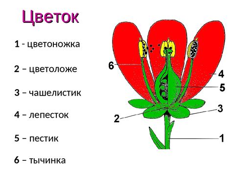 ГДЗ Биология 5 - 6 класс (Линия Жизни) Пасечник. Строение цветка Номер 1
