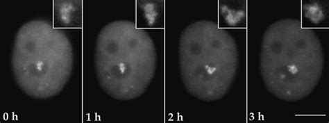 The PNC Is A Dynamic Structure With Small Movements Over Time When Download Scientific Diagram