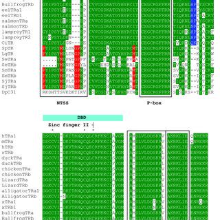 Sequence Alignment Of The DNA Binding Domain DBD Of TRs There Is A Download Scientific