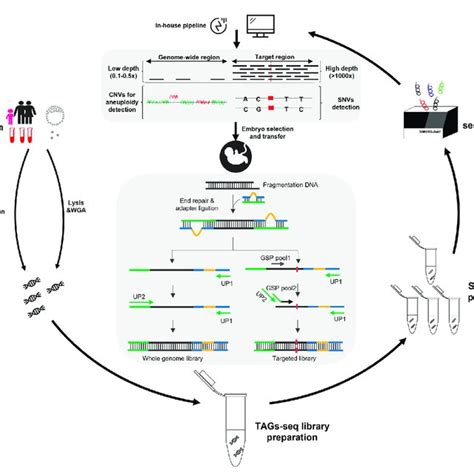 Overview Of The Tags Seq Workflow For Pgt A And Pgt M The Gdna