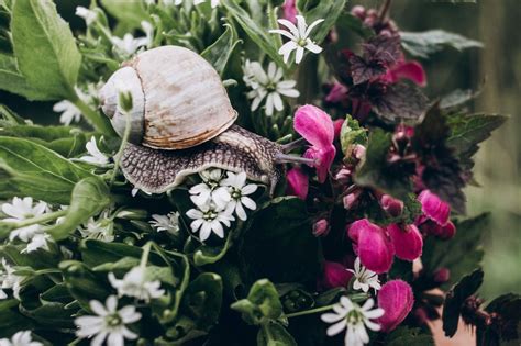The Secret Life Of Garden Snails Helix Aspersa Unveiled