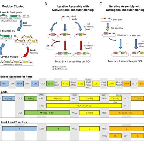 modular cloning and phytobrick standardisation of parts modular