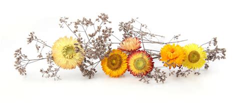 Dry Strawflowers And Grasses Isolated On White Background Stock Image