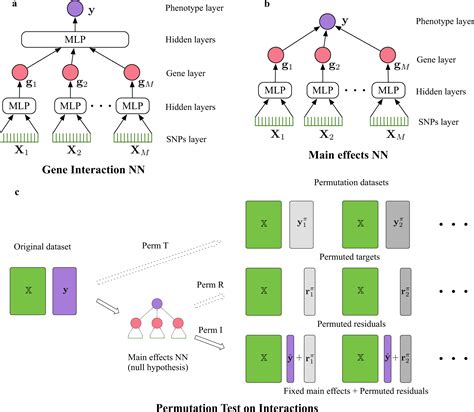 A Novel Deep Learning Framework Identifies Gene Gene Interactions For A