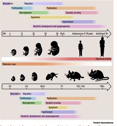 Figure 1 From Prefrontal Cortex Development In Health And Disease Lessons From Rodents And