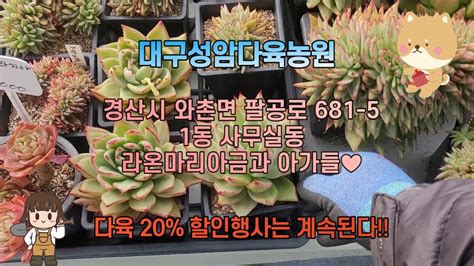 대구성암다육농원 냉해입은 다육이 회복가능합니다~~ Youtube