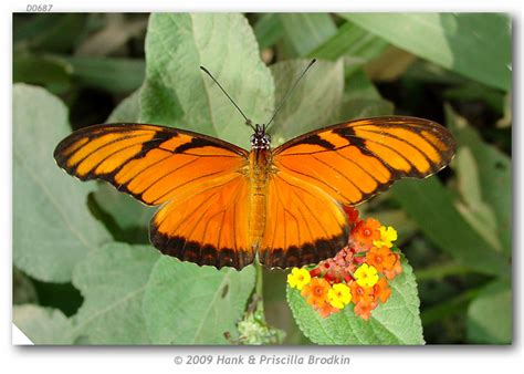 Dione Juno Alchetron The Free Social Encyclopedia