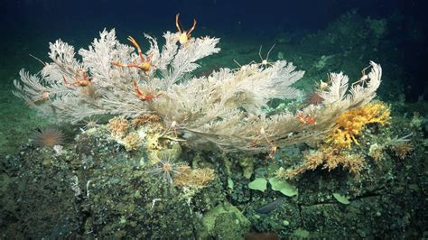Deep Sea Robot Uncovers New Coral Reefs Tomorrows World Today®