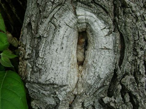 Tree Knot Free Stock Photo By Lokigrl616 On Stockvault Net